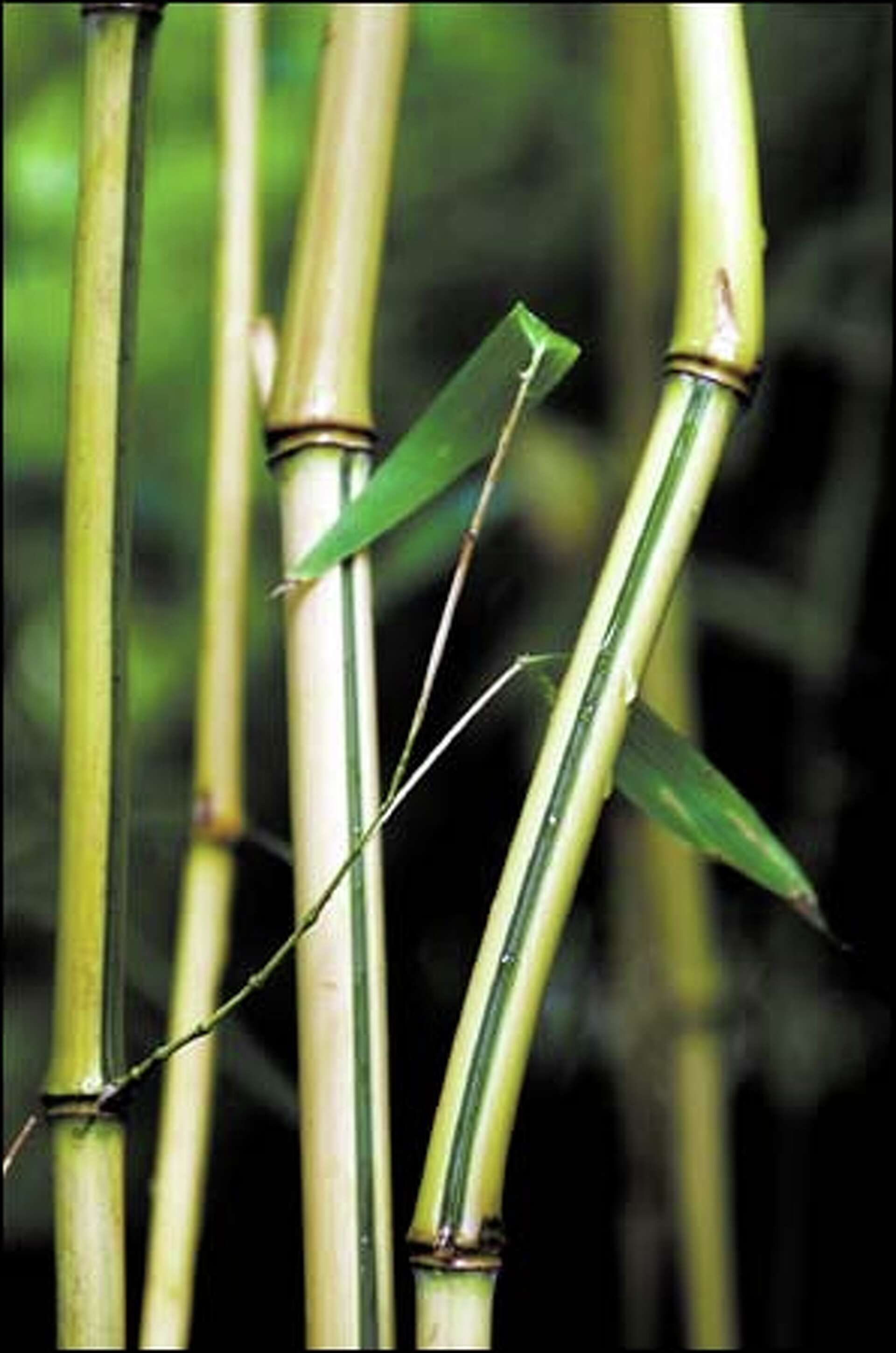Friend or foe? Bamboo benefits outweigh shortcomings