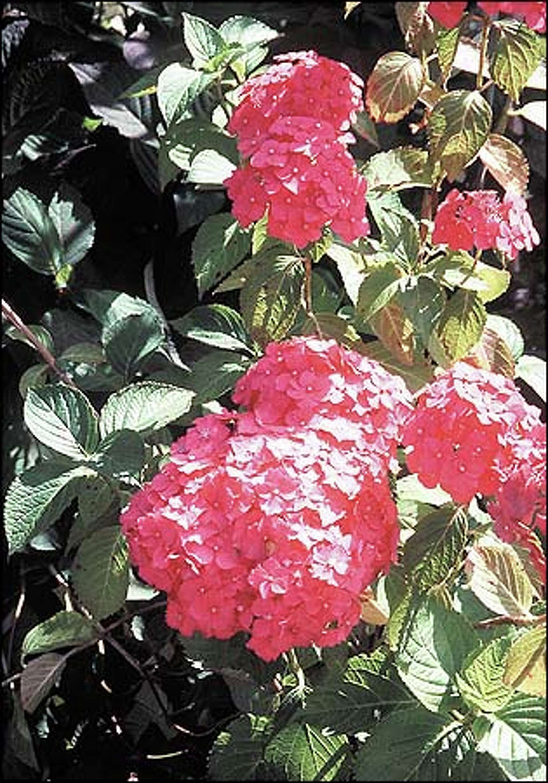When your hydrangea's color goes sour, just sweeten the soil