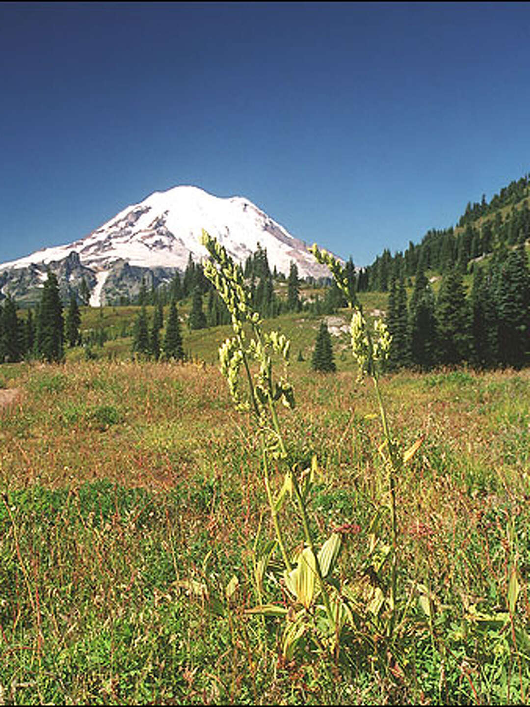 Hike Of the Week: Sample glories of Rainier on easy Naches Peak Loop