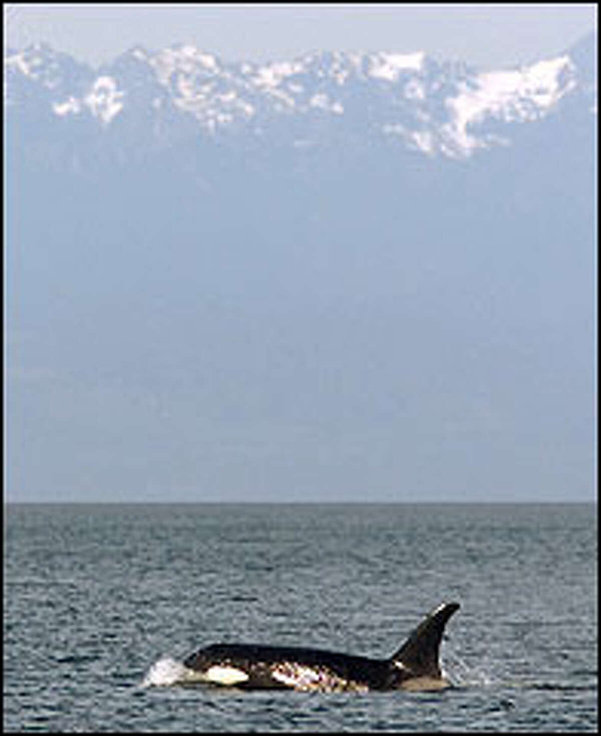 A whale of a time: Orca-watching tours now available in south Puget Sound