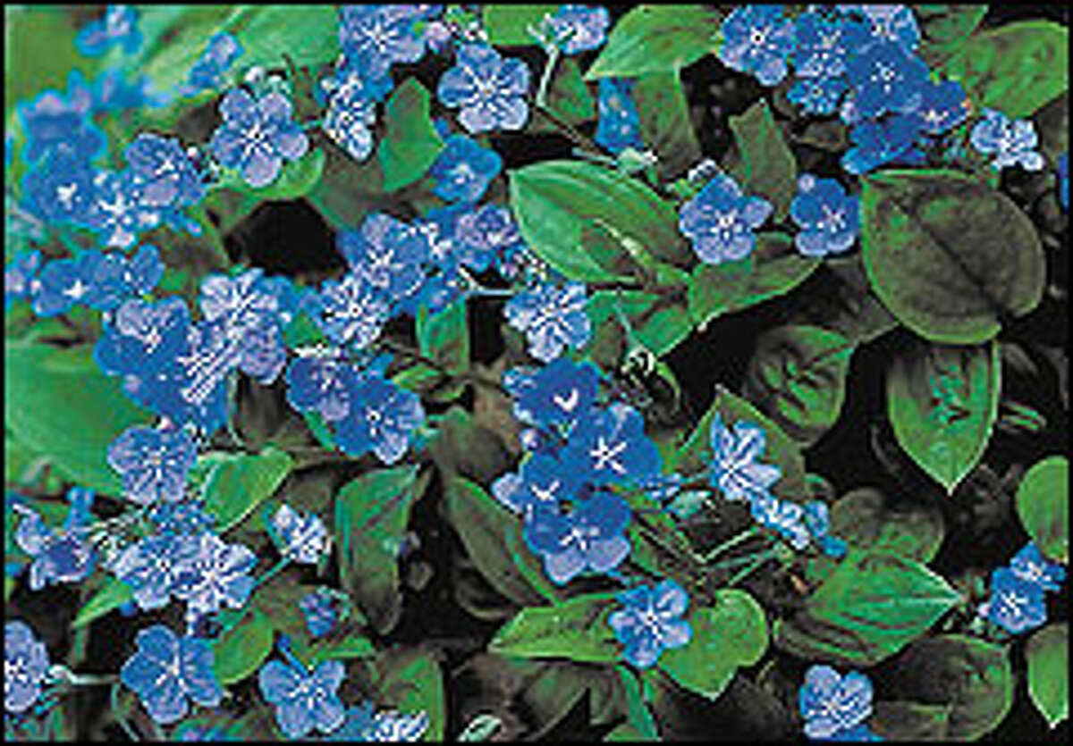 'What is that?' Turn a few heads in your garden for 2002