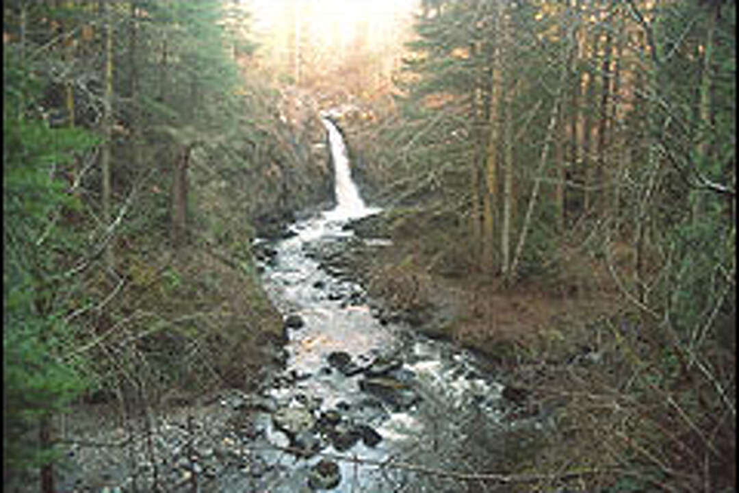 Hike of the Week: Pack Forest is filled with fun for hikers big and small