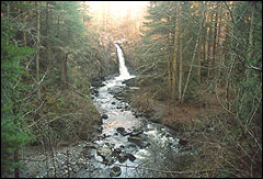 Hike of the Week: Pack Forest is filled with fun for hikers big and small