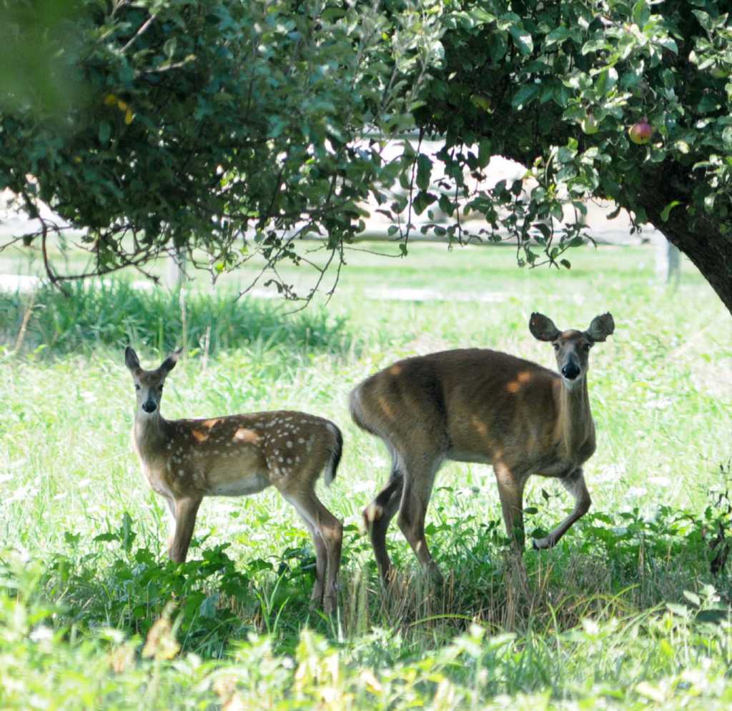 Sunday debate: Deer management Russell Cornelius: Human health concerns ...