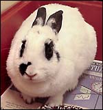 March is 'adopt-a-rabbit' month