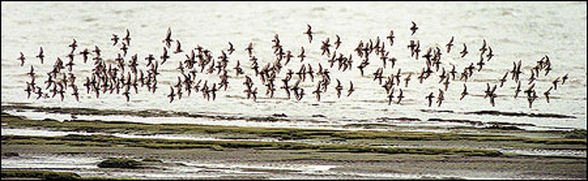 Head to the coast for spring's massive shorebird migration