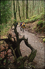 Hike of the Week: Big trees, waterfalls and spring flowers