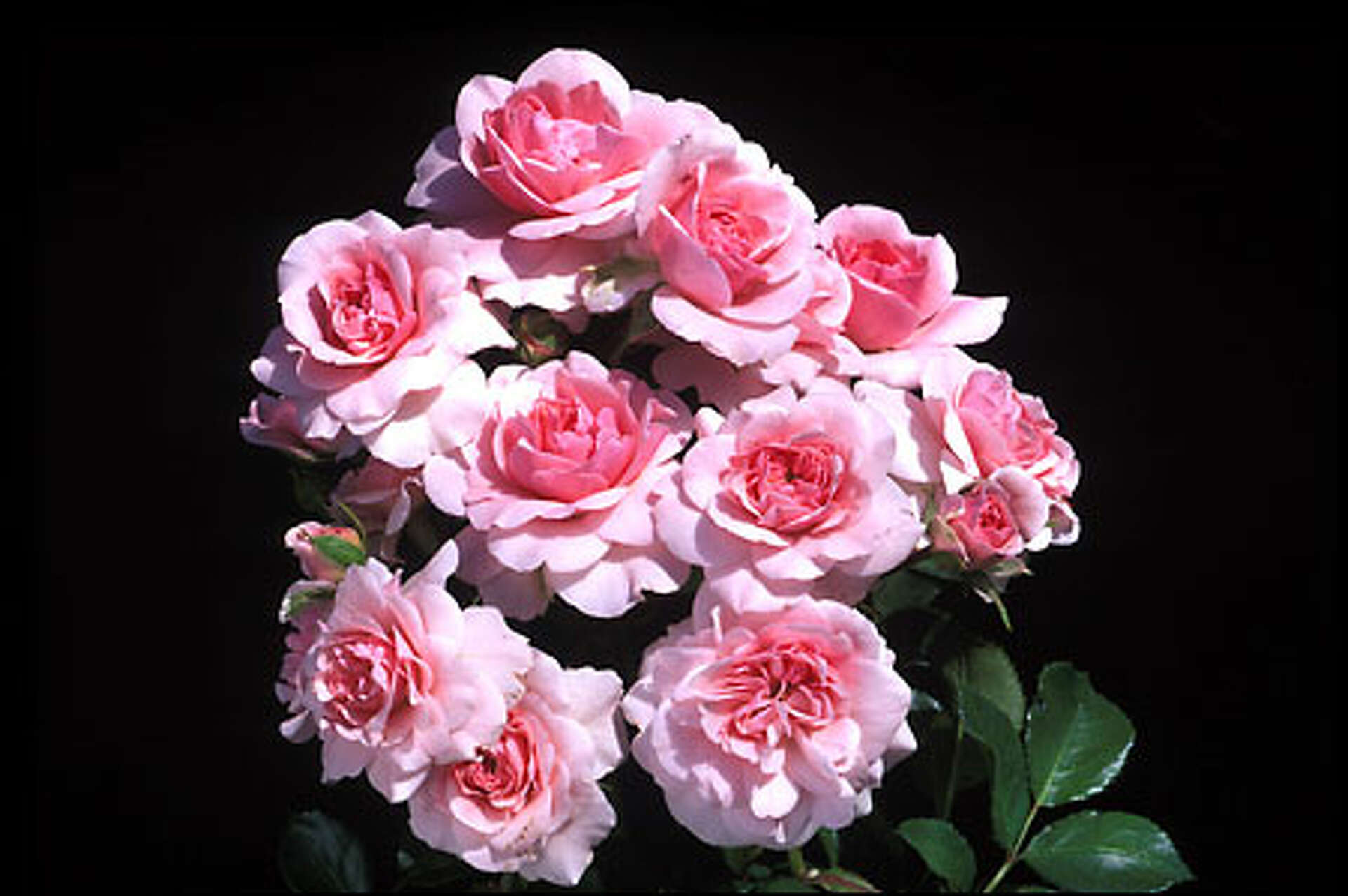 Strong, beloved beauties: Some roses have it all