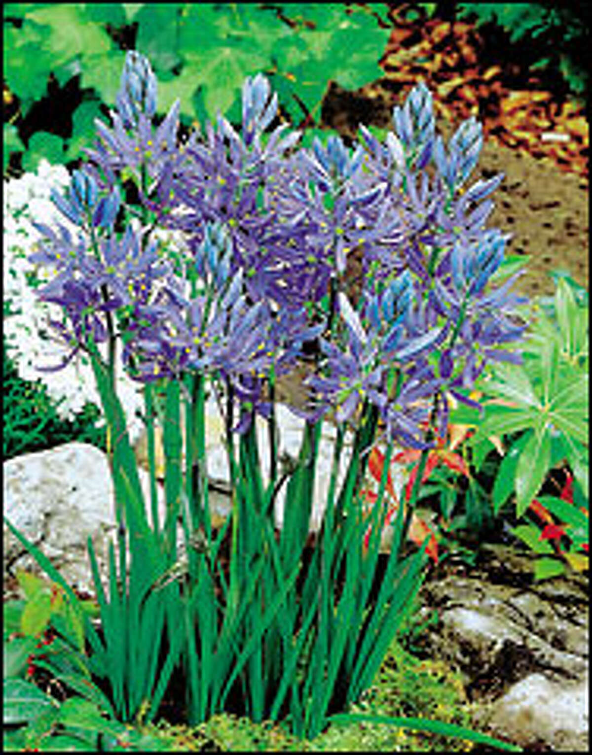 Plan next spring's wild meadow now