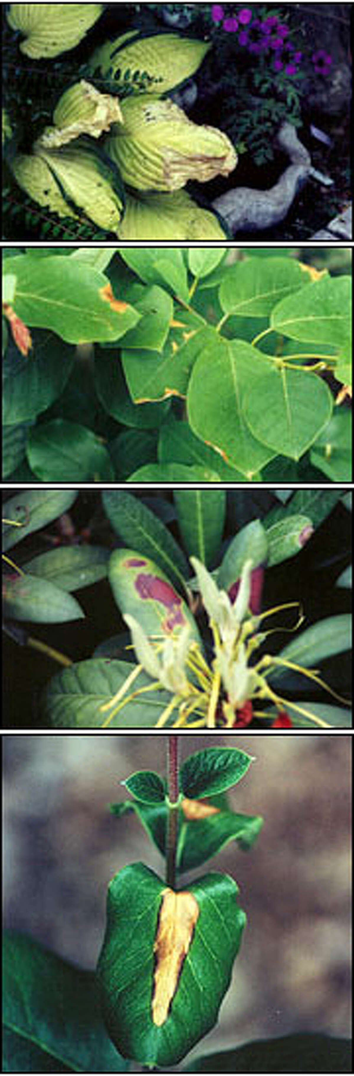 Plants tell the story of a real scorcher