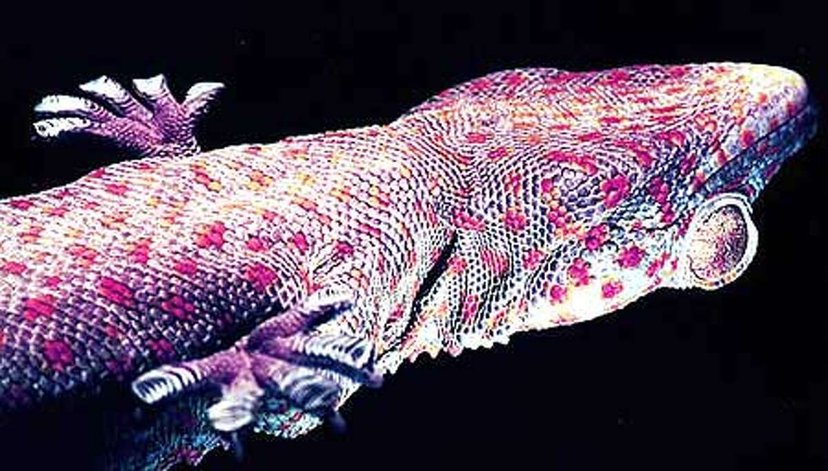 What makes geckos stick? They're walking on hair