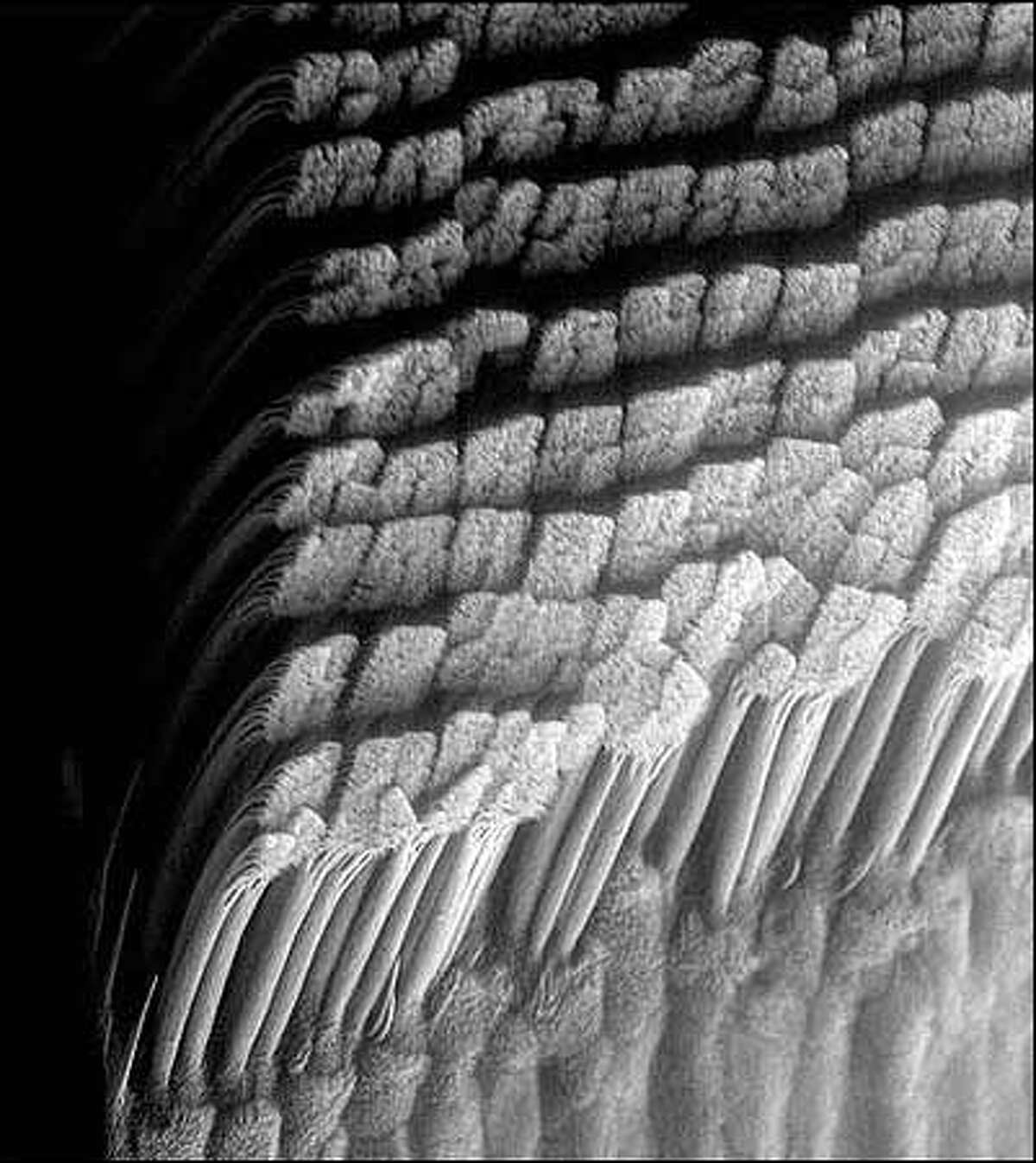 What makes geckos stick? They're walking on hair