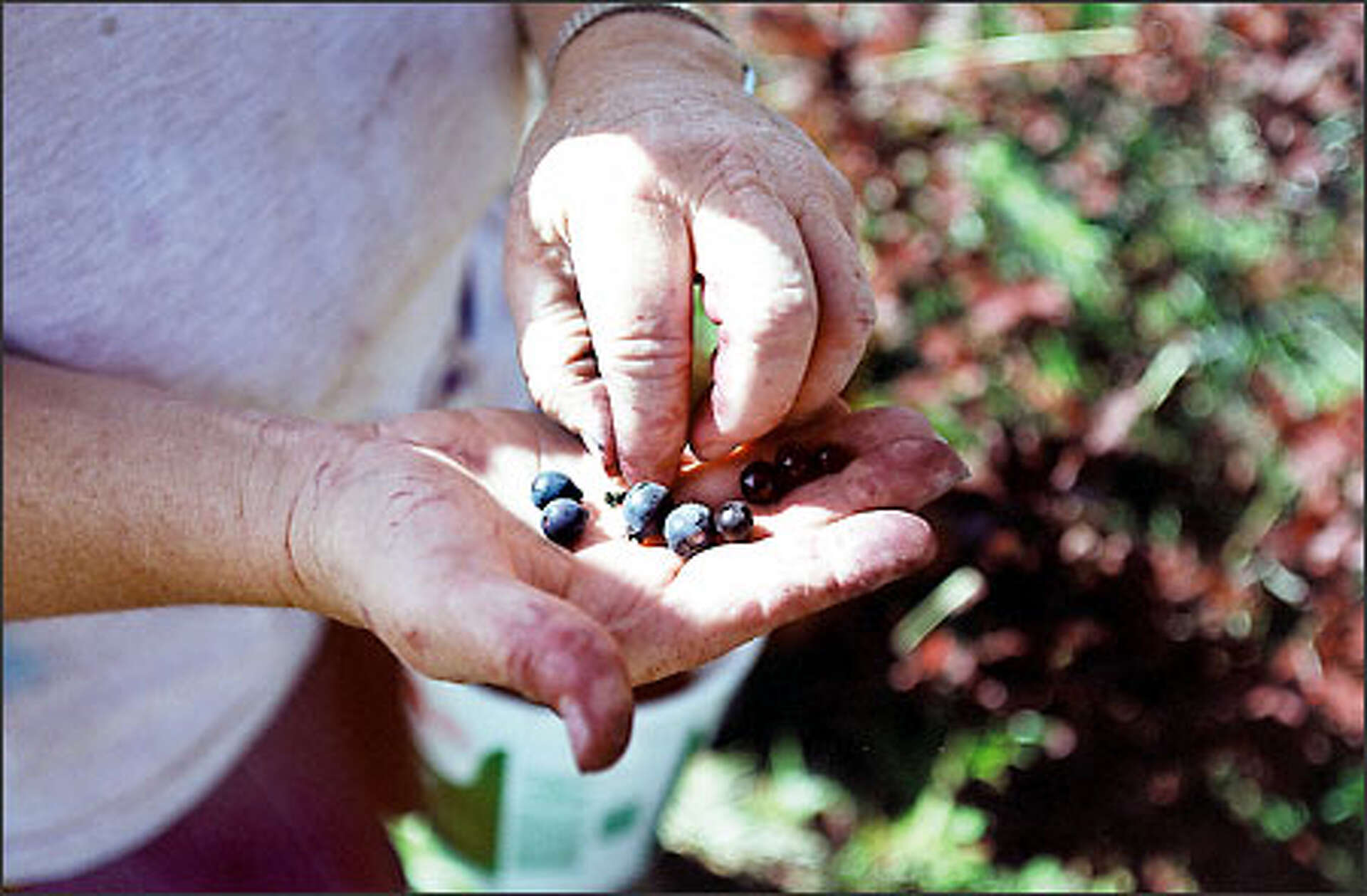 Gathering the sweet fruit is a rite of autumn in the Cascades