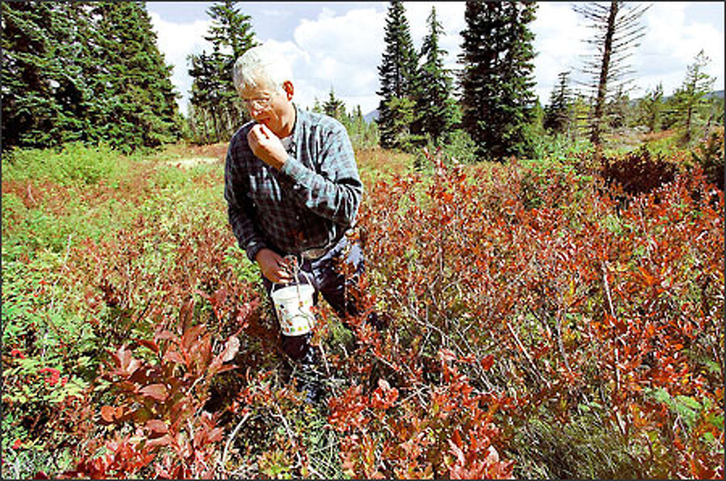 Gathering the sweet fruit is a rite of autumn in the Cascades