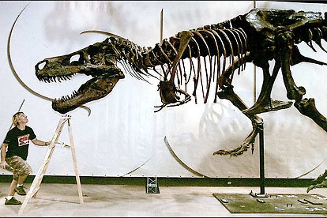 Seattle welcomes a fearsome guest: biggest T-rex ever found