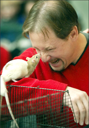 Oh, rats! 100 fancy ones vie for best of show