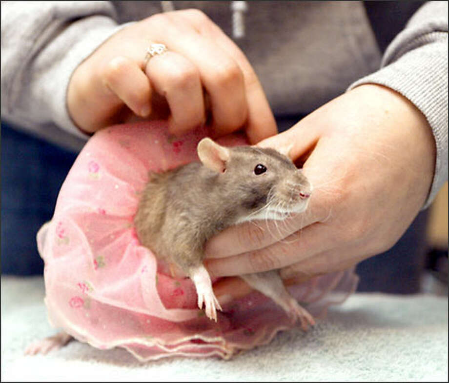 Oh, rats! 100 fancy ones vie for best of show - seattlepi.com