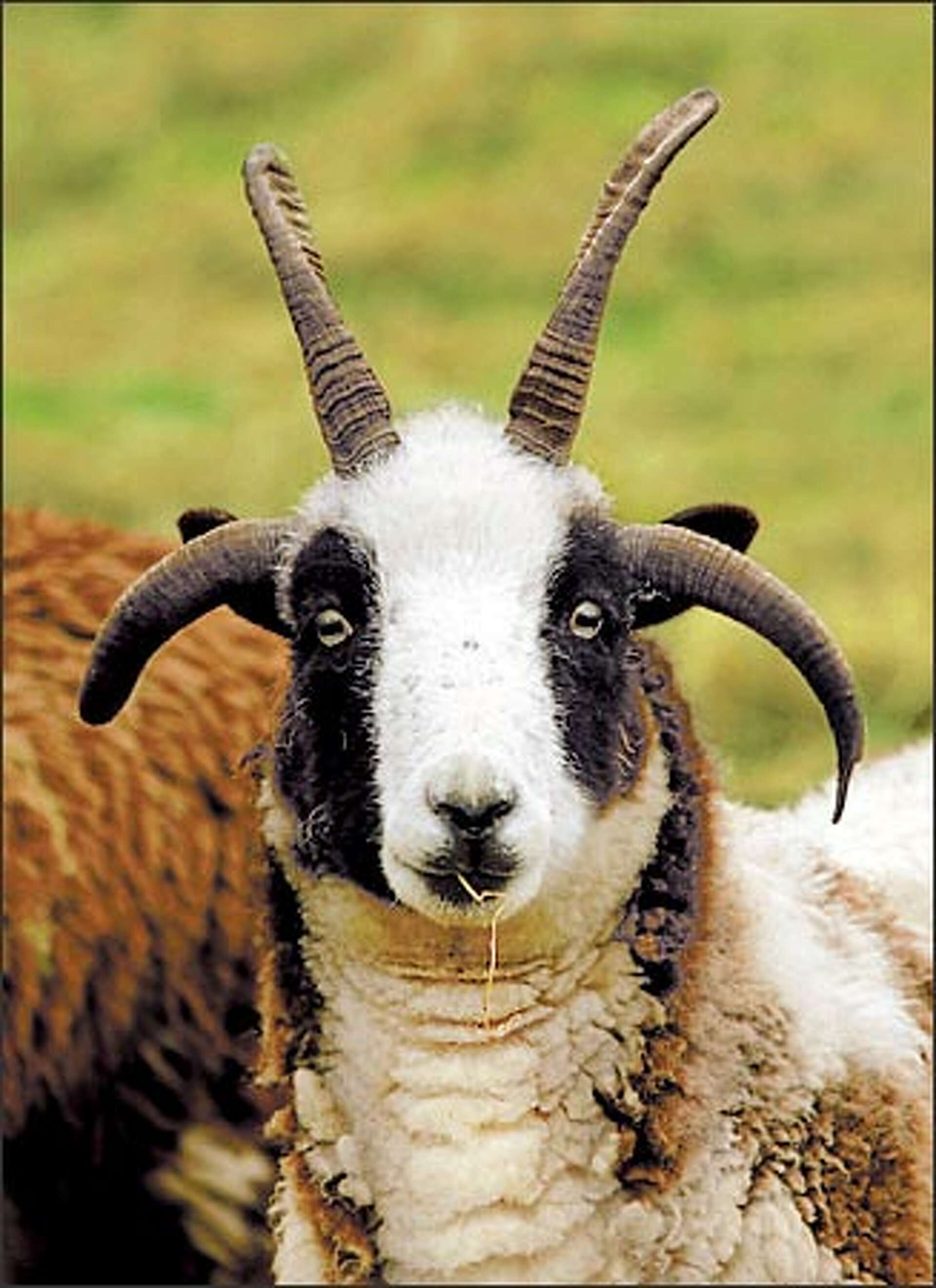 Rare farm animals enjoy a resurgence