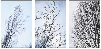 It's in good form to consider 'the bones of the garden' for special ...