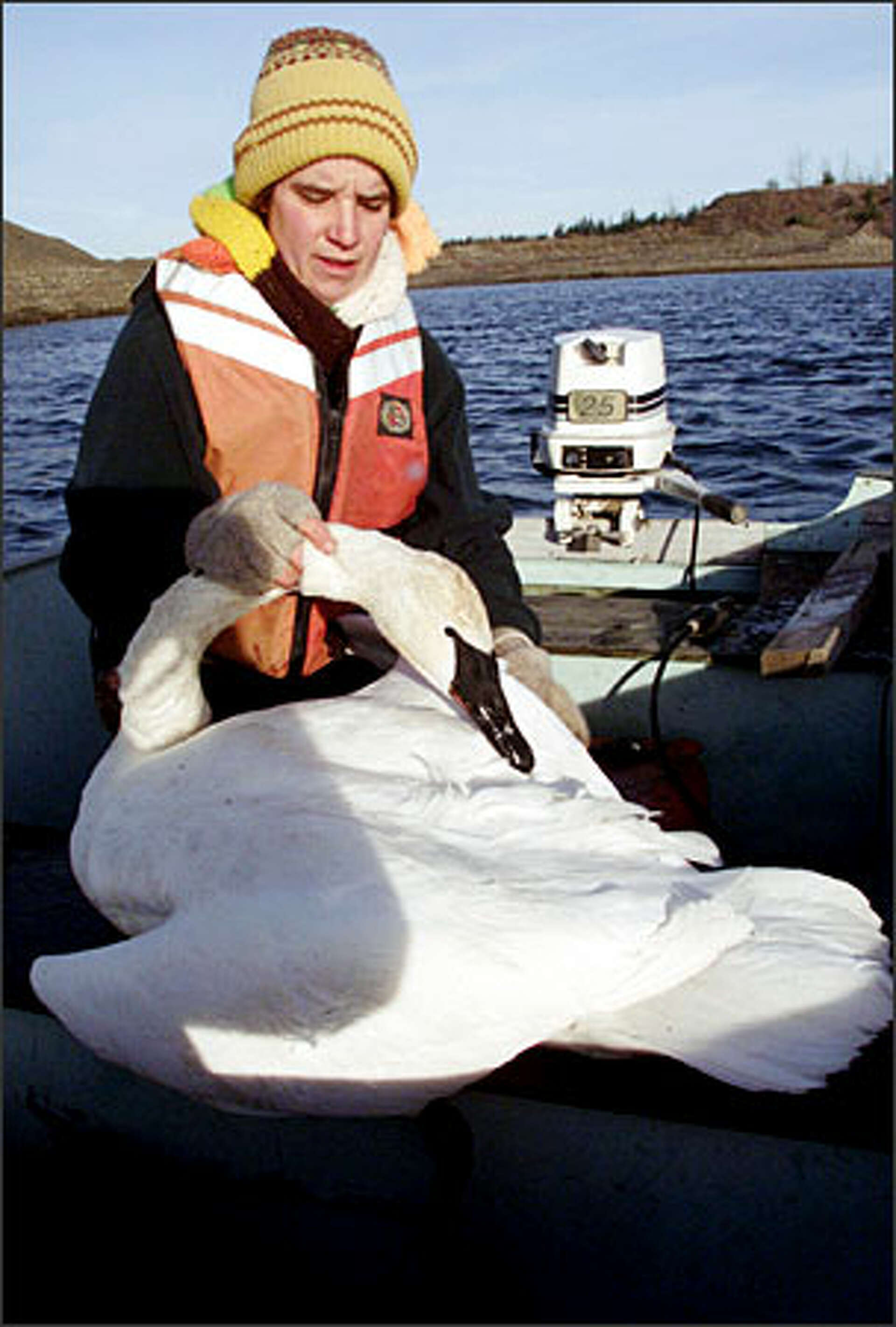 Decades of old lead shot linked to massive swan die-offs