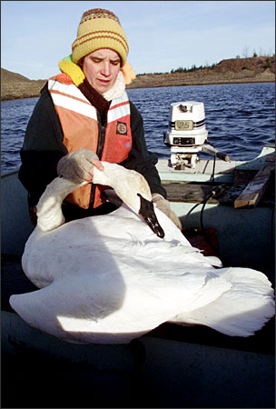 Decades of old lead shot linked to massive swan die-offs