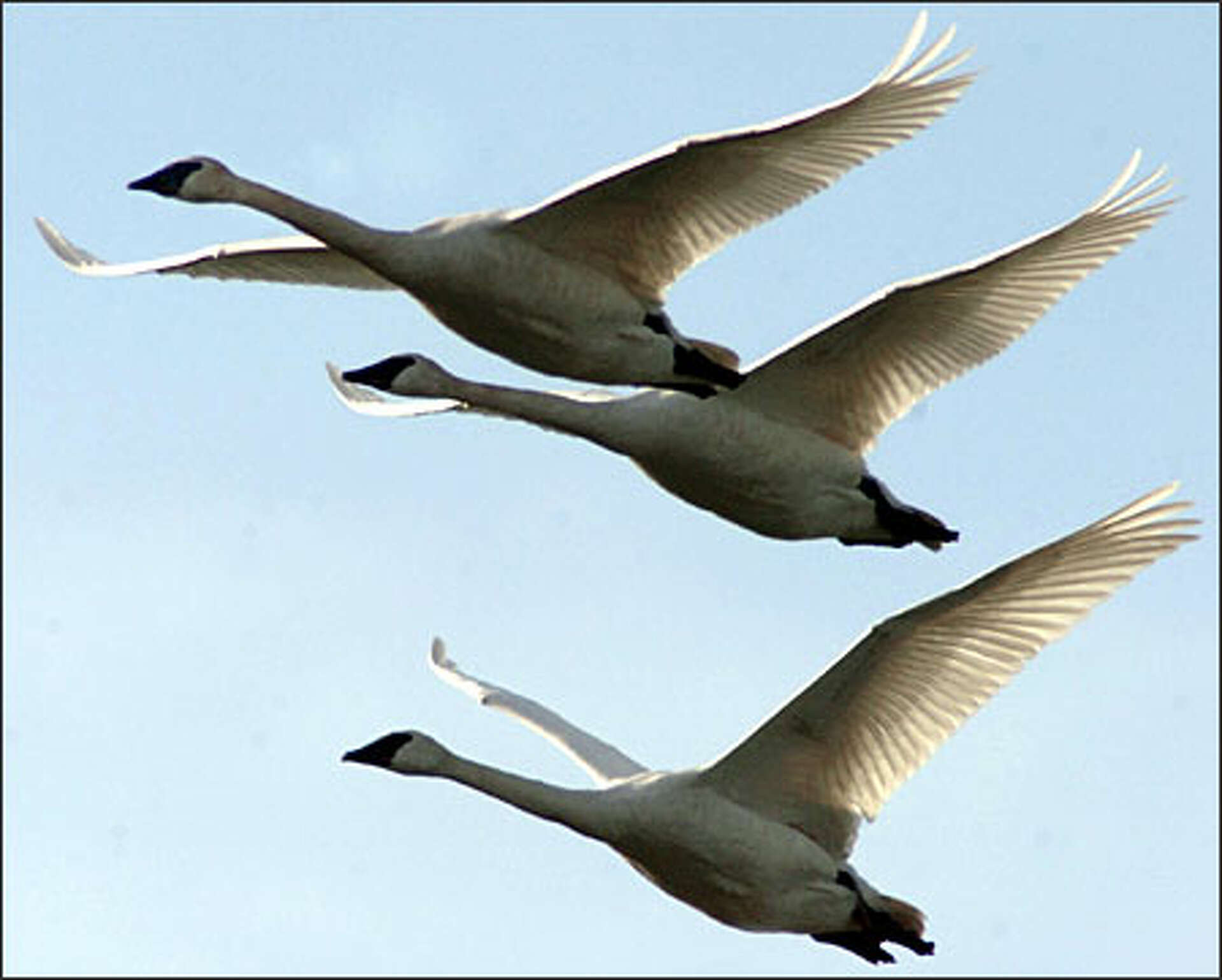 Decades of old lead shot linked to massive swan die-offs