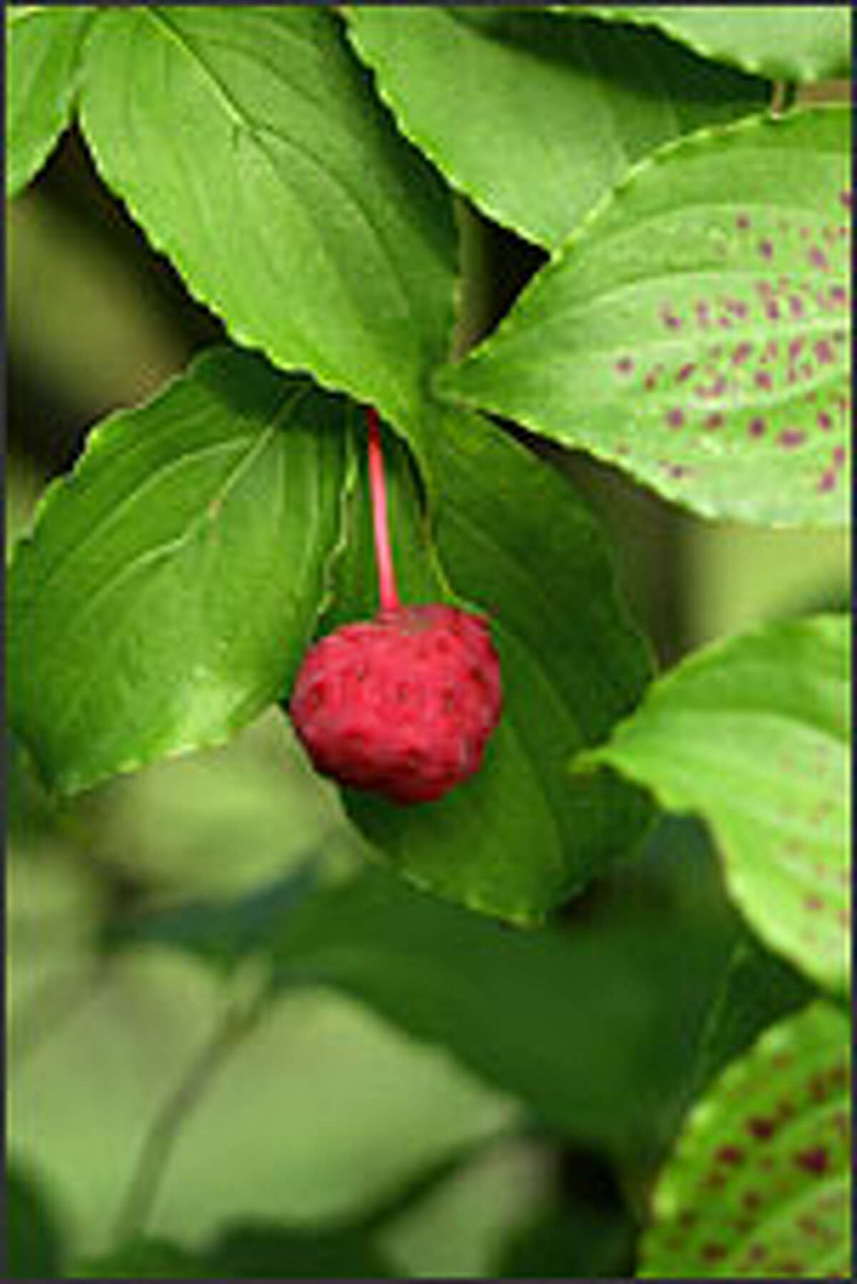 Plan to enjoy the beauty of berries in every season