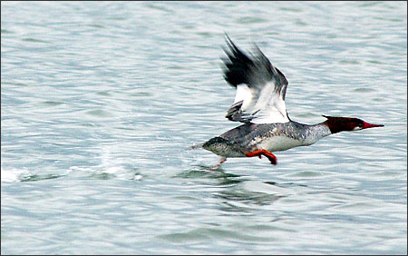 Cover Story: Cruise provides a water bird's-eye view of the Skagit ...