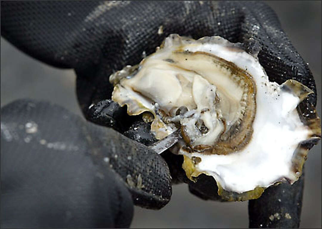 Slopping in the mud for sensational shellfish