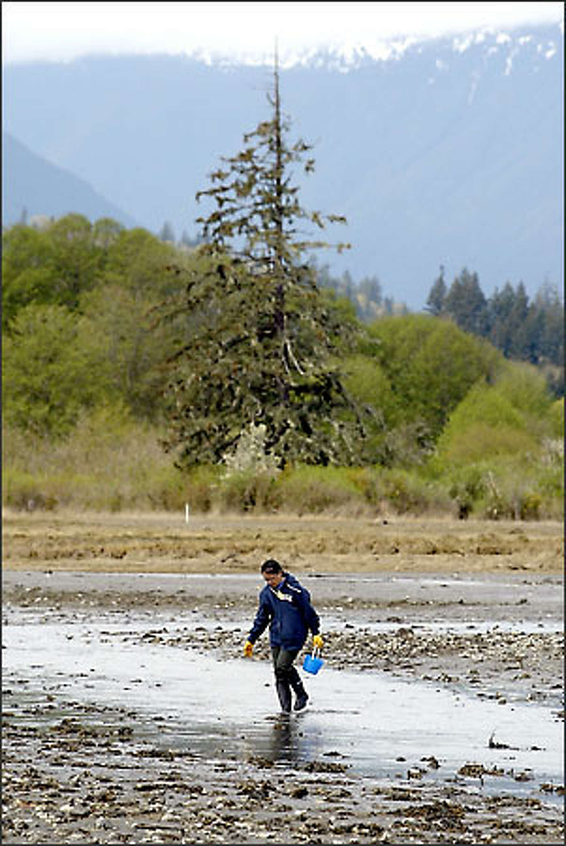 Slopping in the mud for sensational shellfish