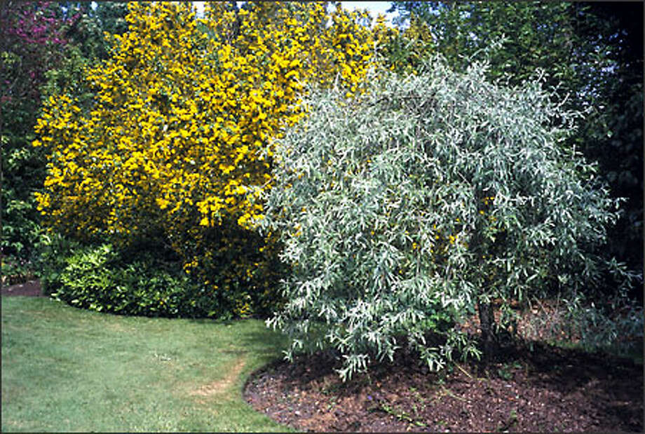 Plant Pick: Pyrus salicifolia 'Pendula' Weeping silver pear - seattlepi.com