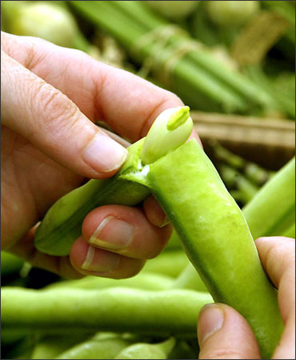 Fava beans are in abundance at farmers markets; fans couldn't be happier