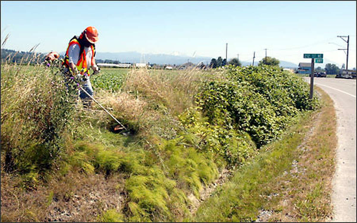 Weed whackers set their sights on botanical outlaws