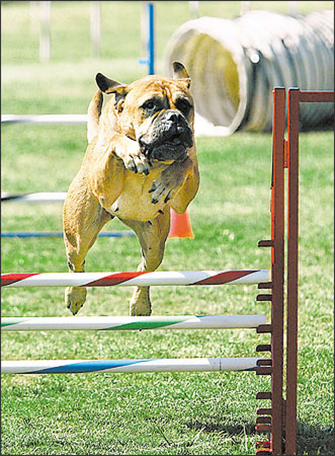 Dog agility: A real high for both canine and handler