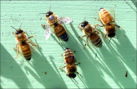 On Food: How sweet it is: The secret life of honey