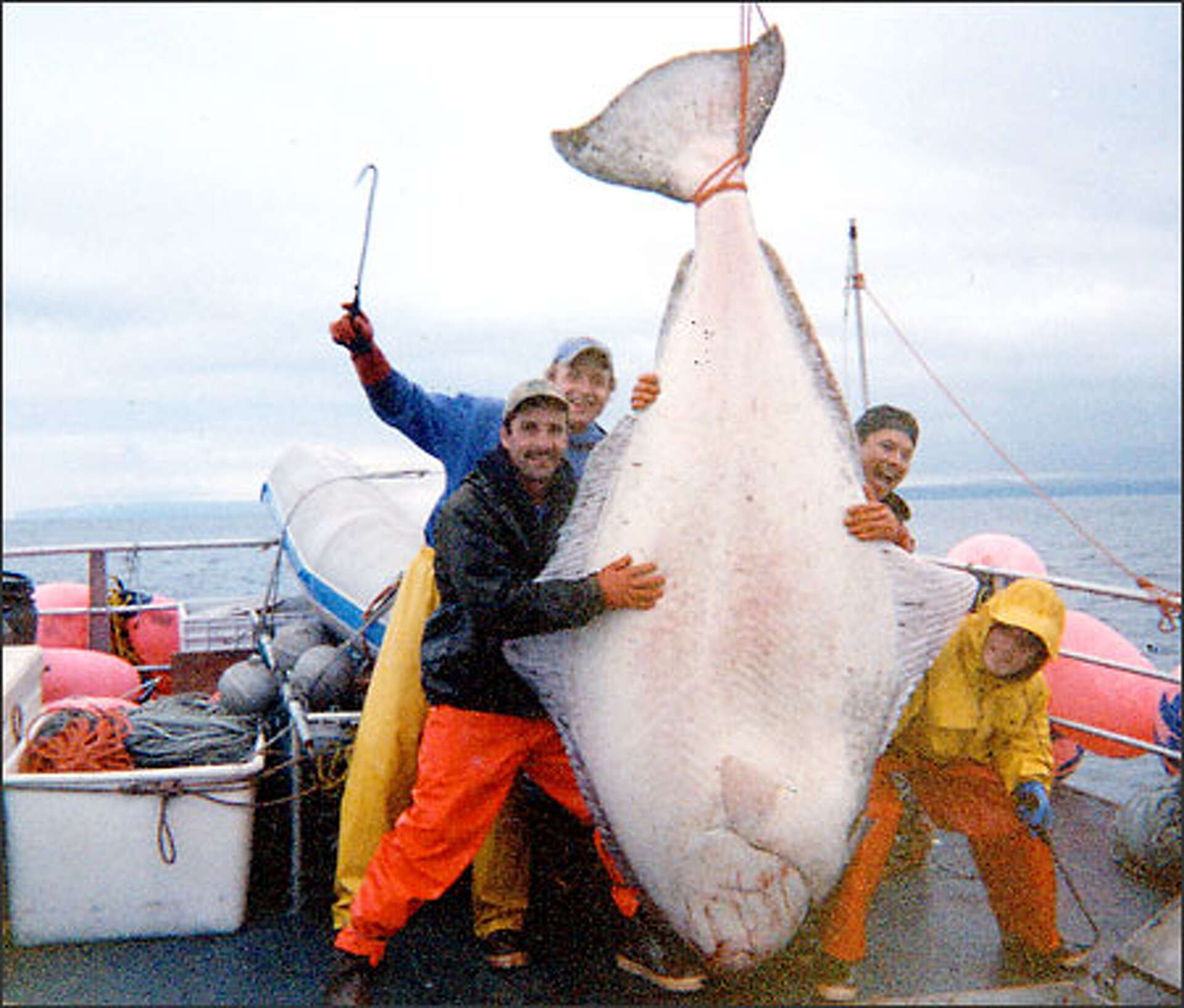What a catch! It may be biggest Pacific halibut
