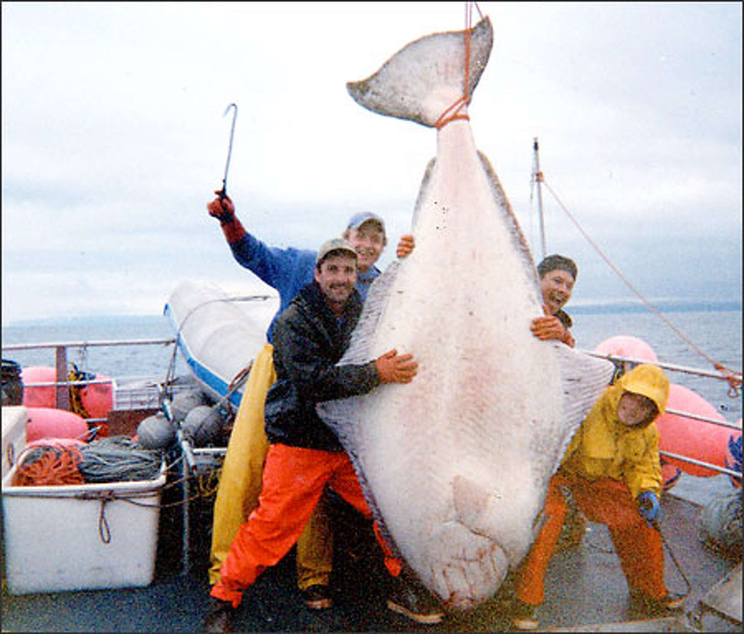 What a catch! It may be biggest Pacific halibut