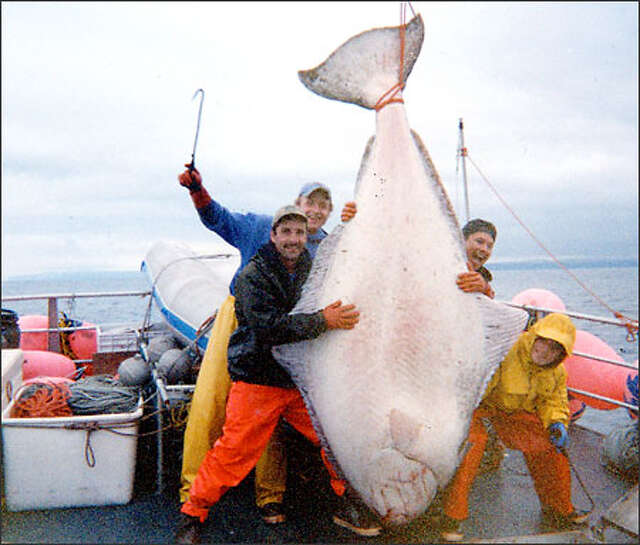 What a catch! It may be biggest Pacific halibut