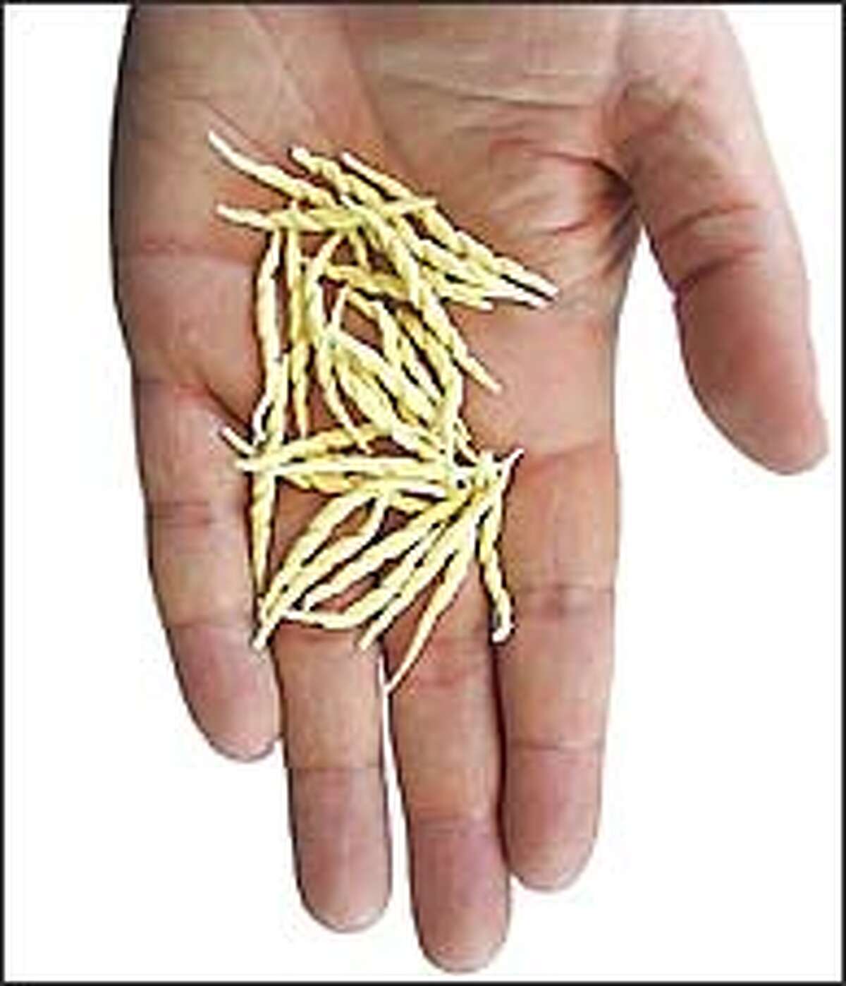 On Dining: Trofie pasta tops list of new offerings at finer diners