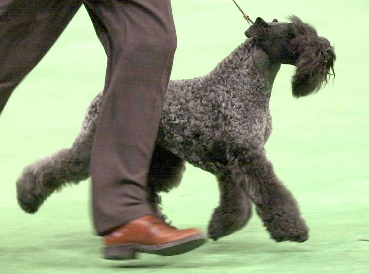 Do they bark in Gaelic?