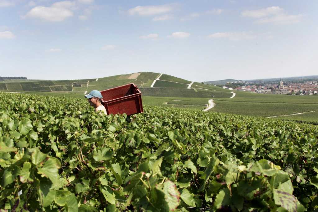 French Champagnes have unique history