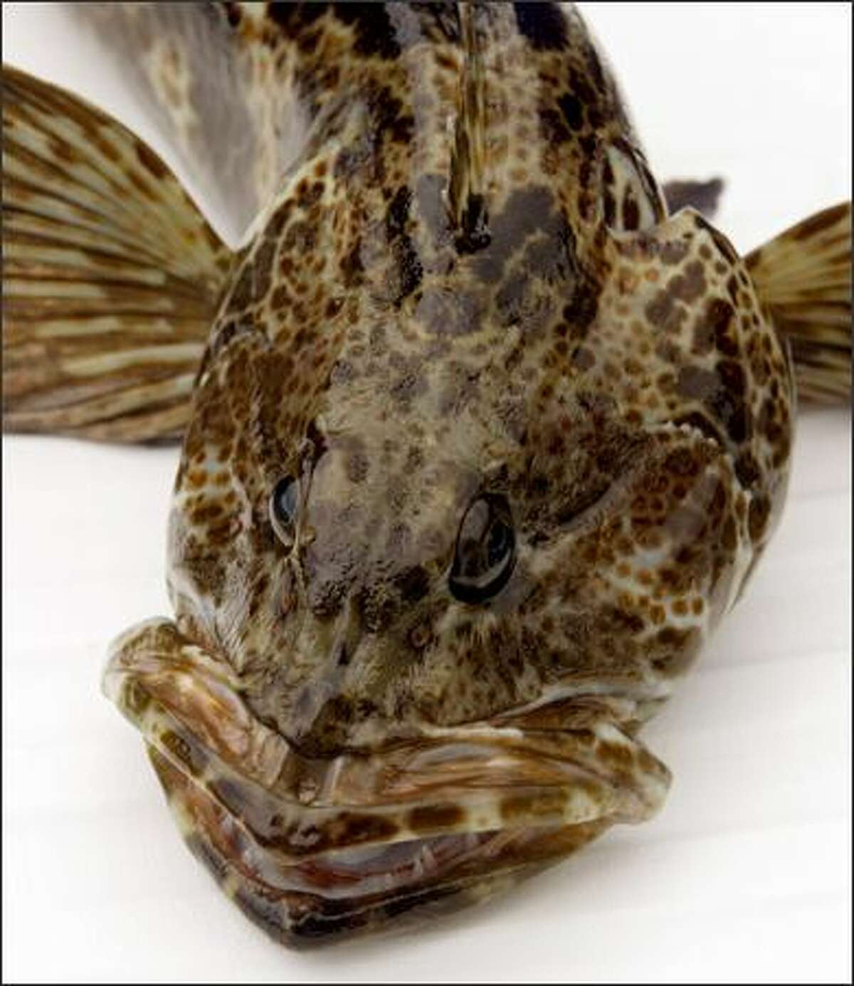 If it's a fight you want, bait your line for lingcod