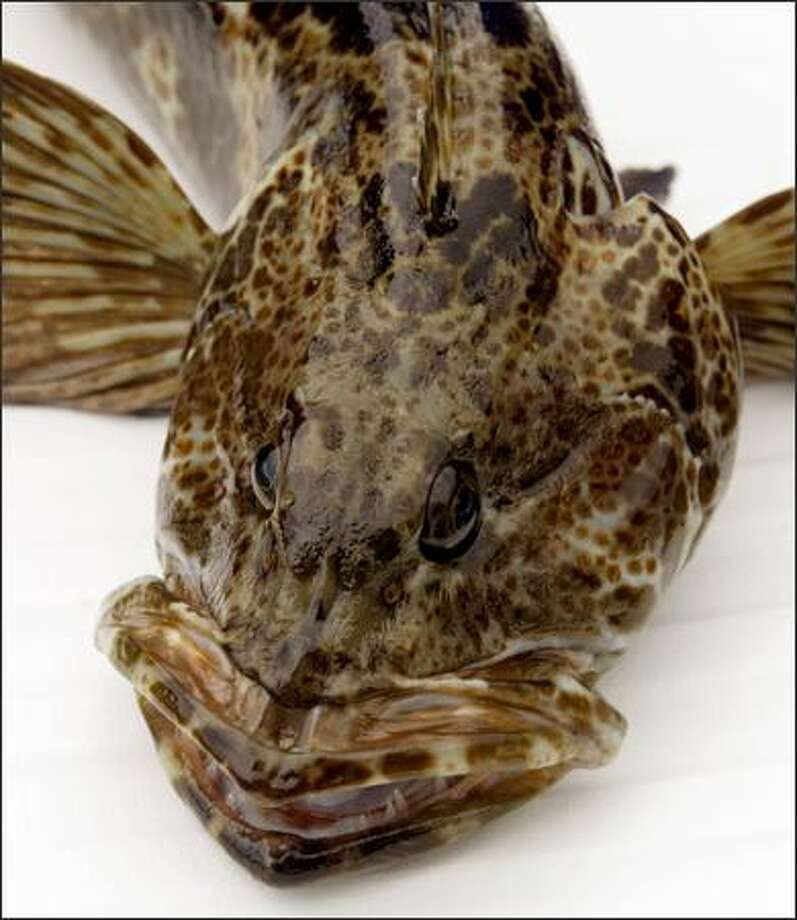 If it's a fight you want, bait your line for lingcod - seattlepi.com