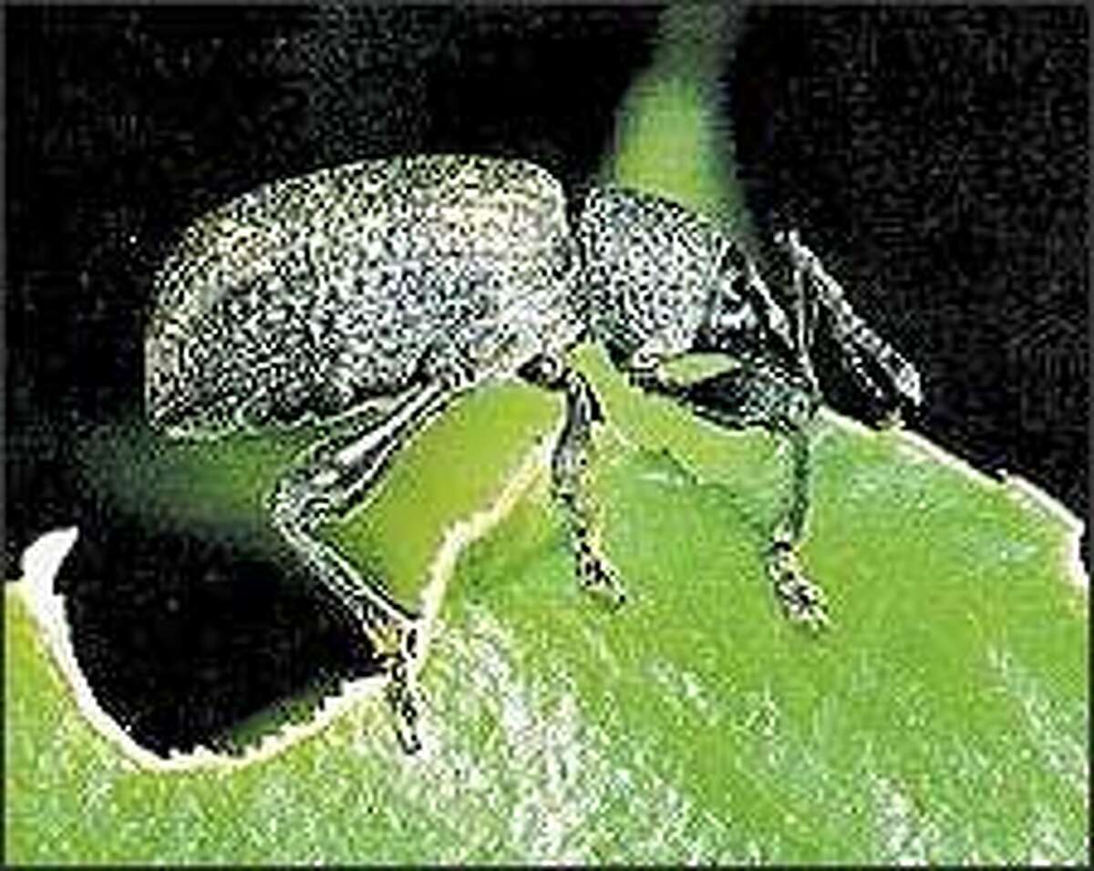 Ask Marianne: Give those evil weevils a shakedown