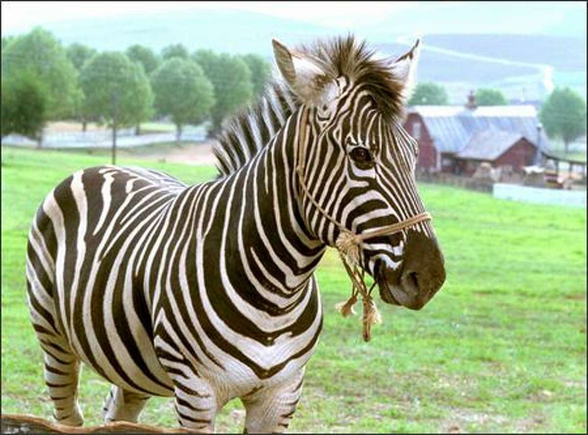 Zebra Racing Stripes