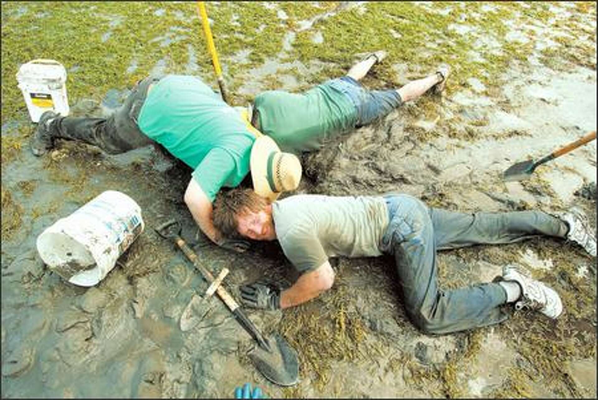 Geoducks: Catching the burrowing clams requires patience, persistence