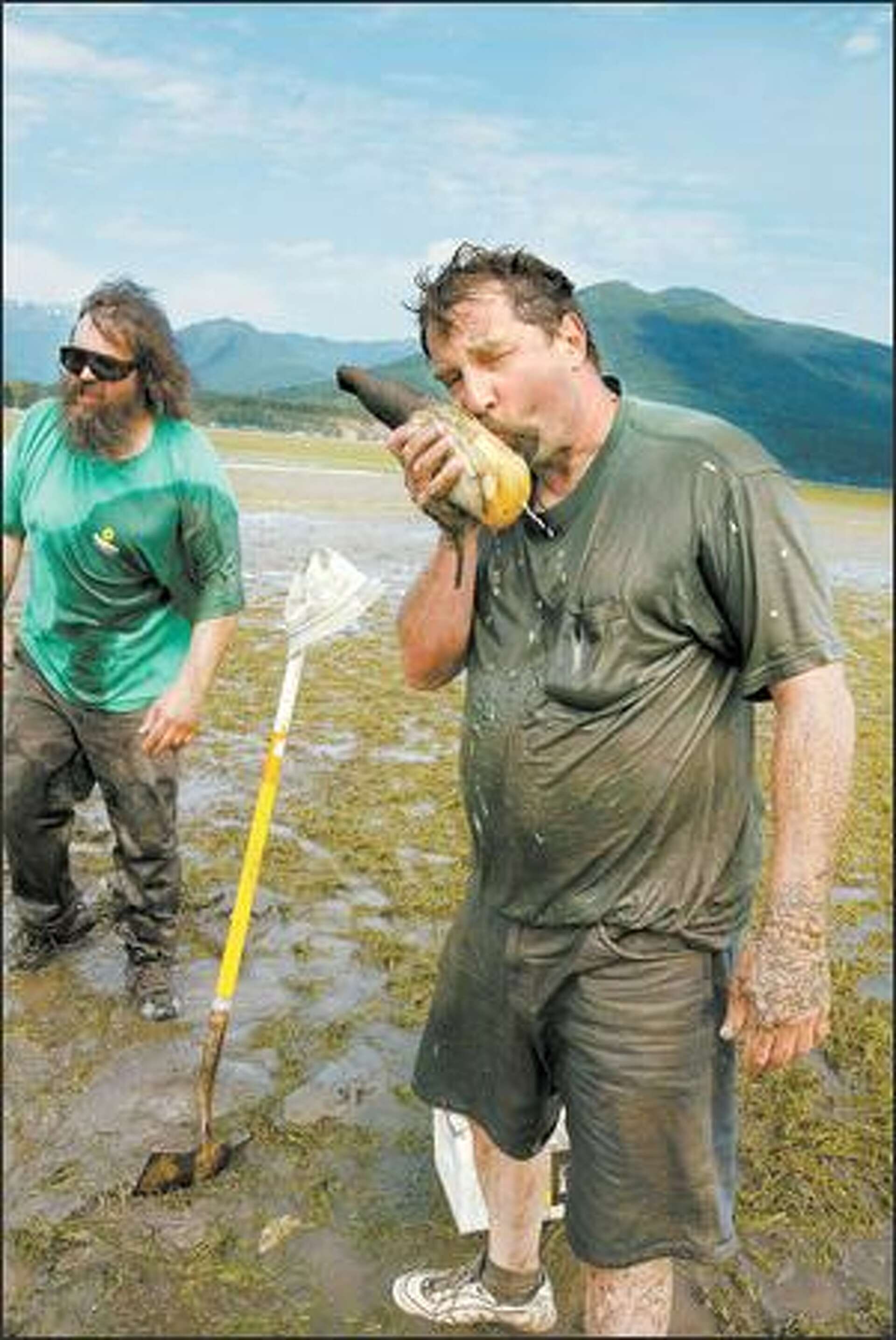 Geoducks: Catching the burrowing clams requires patience, persistence