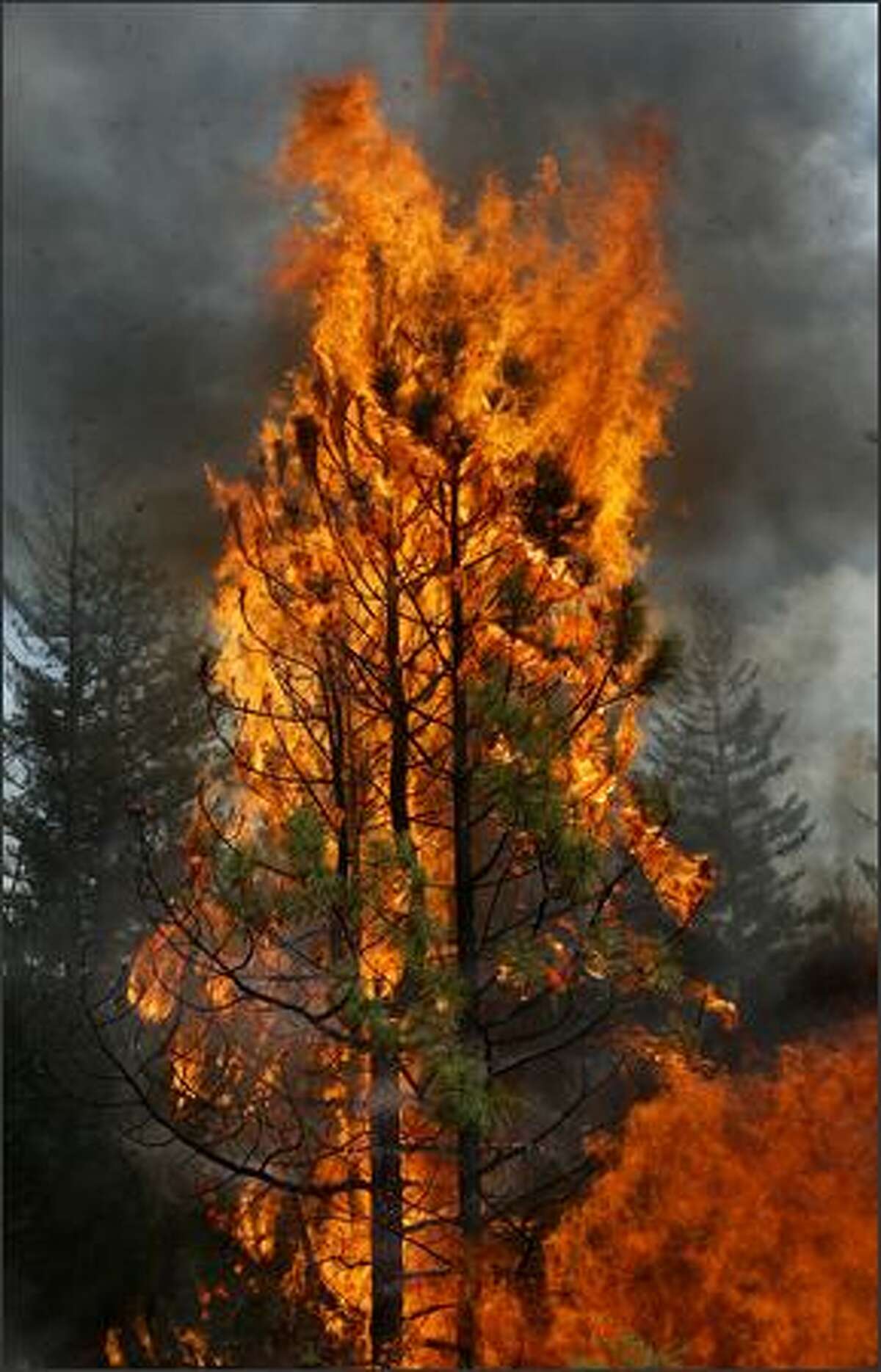 Wildfire; Spring burn will reduce the risk