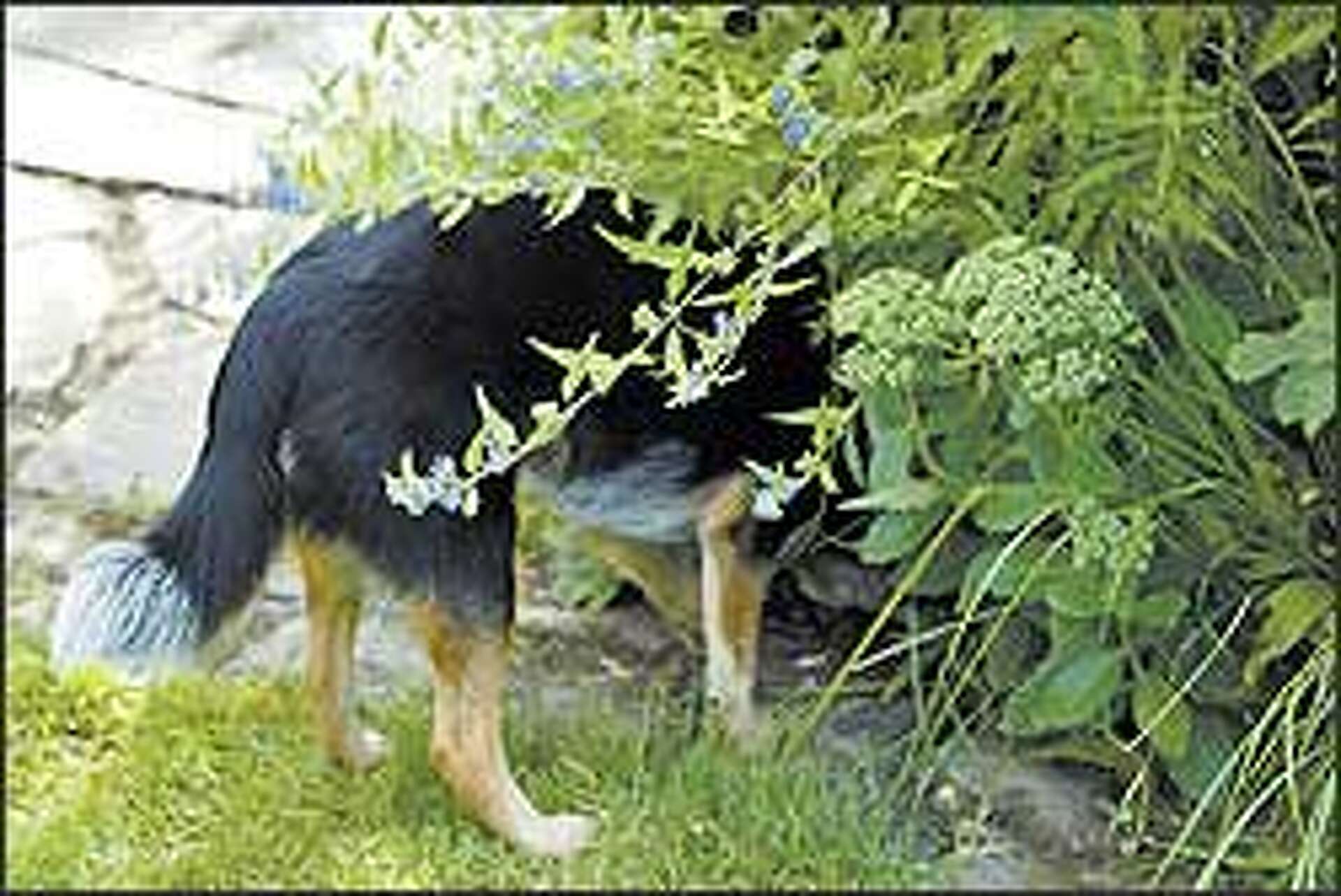 Dedicated pet spaces let dogs, plants coexist