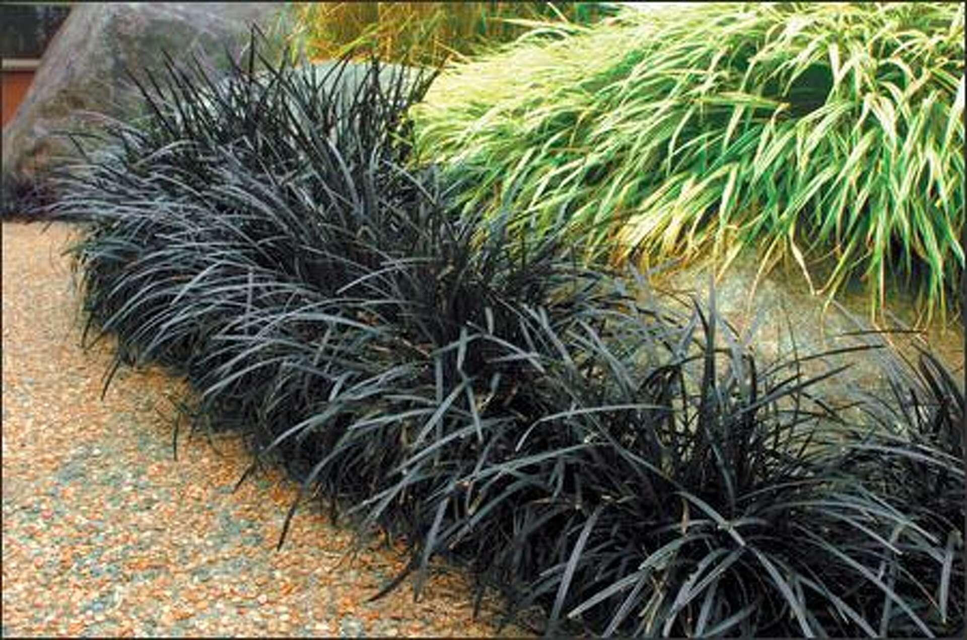 NW Gardens: Special plants that solve tough places